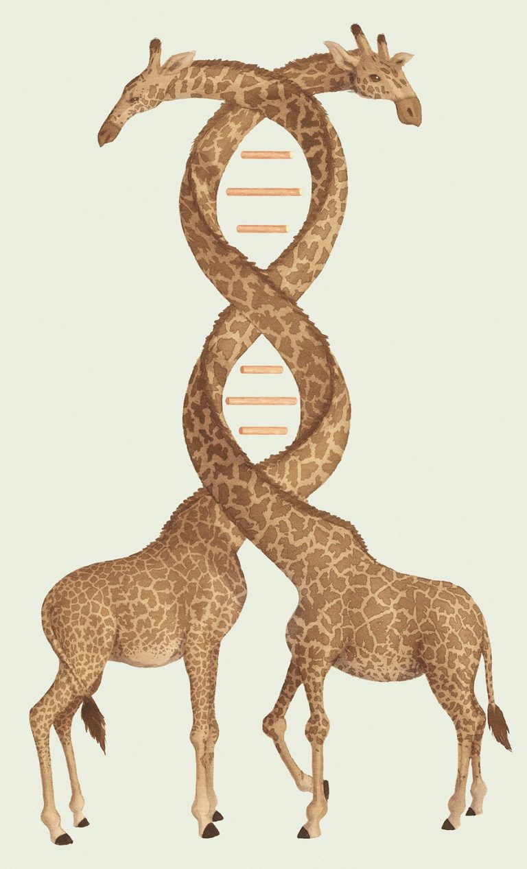 Leveraging genetics to inform giraffe conservation | Current Conservation