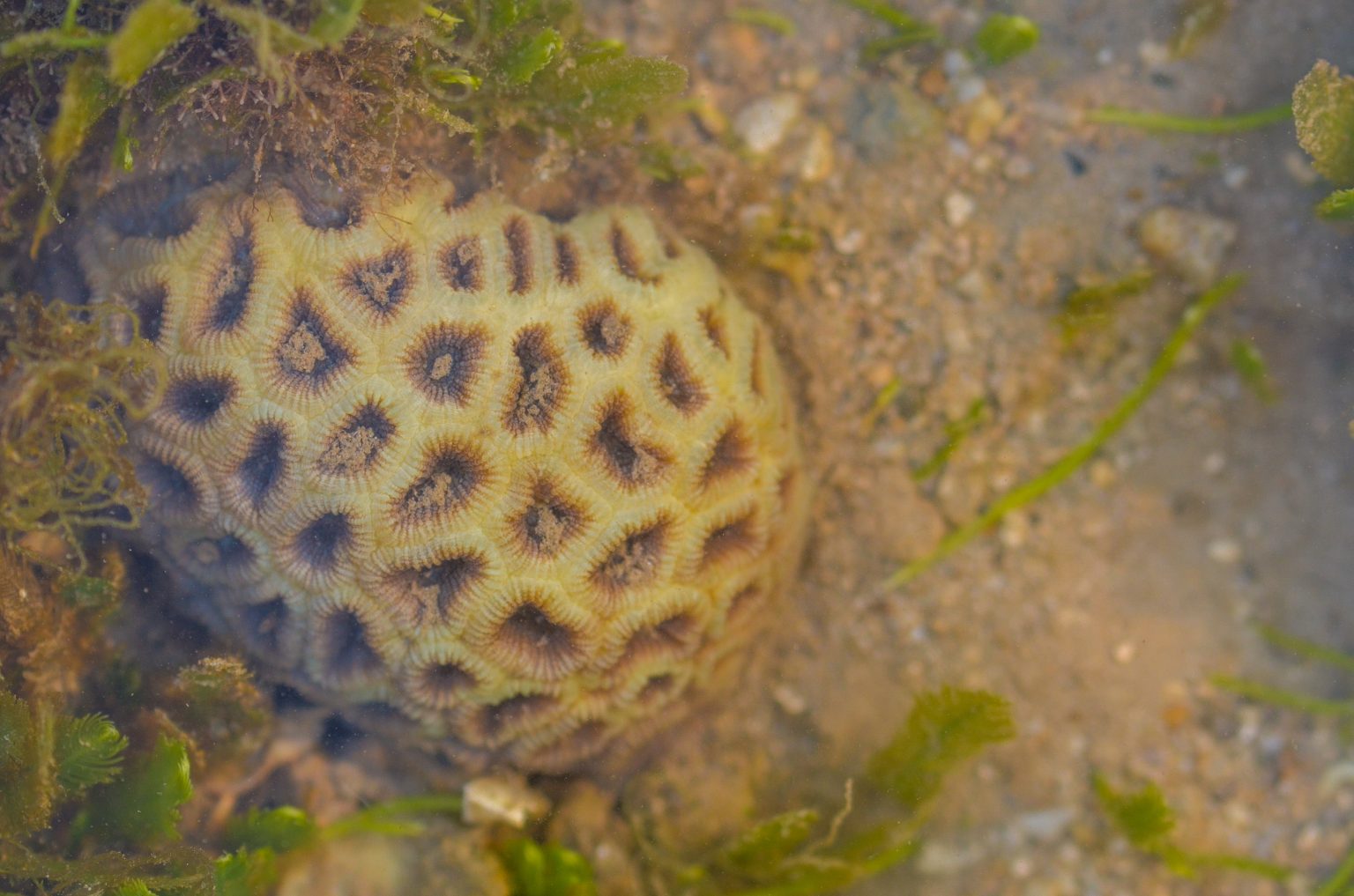 My introduction to the sea | Current Conservation