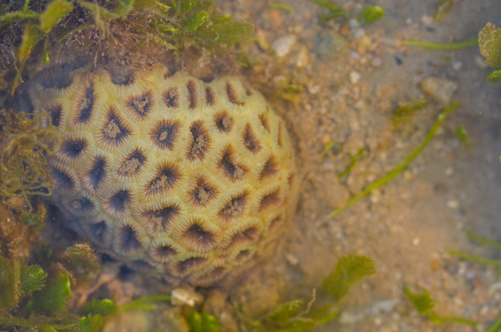 My introduction to the sea | Current Conservation