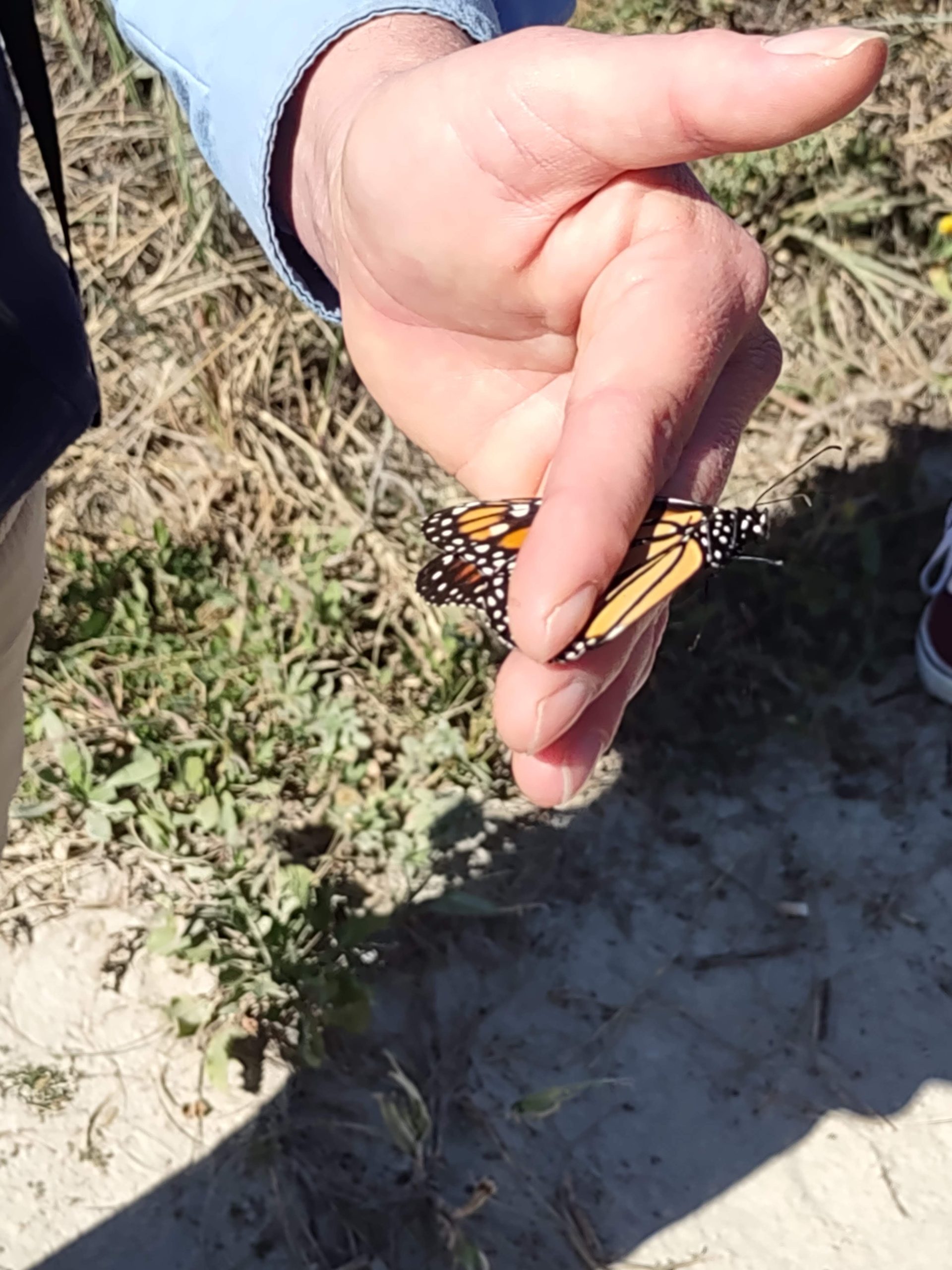 In search of numbats | Current Conservation