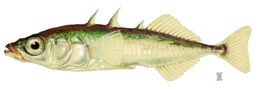 Current Conservation | Communicating latest research concepts from both ...