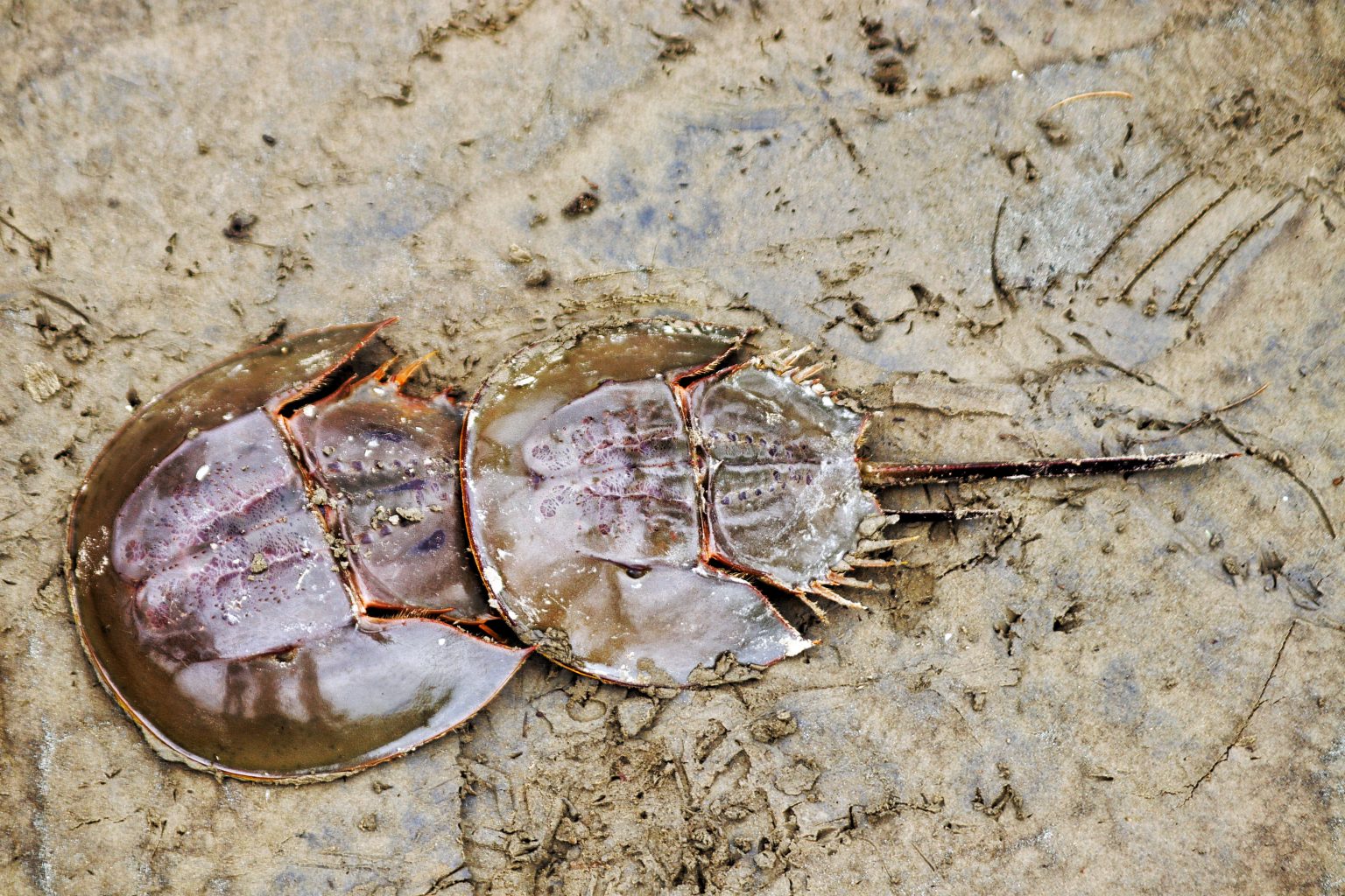 Horseshoe crabs: Ancient marvels facing modern threats | Current ...