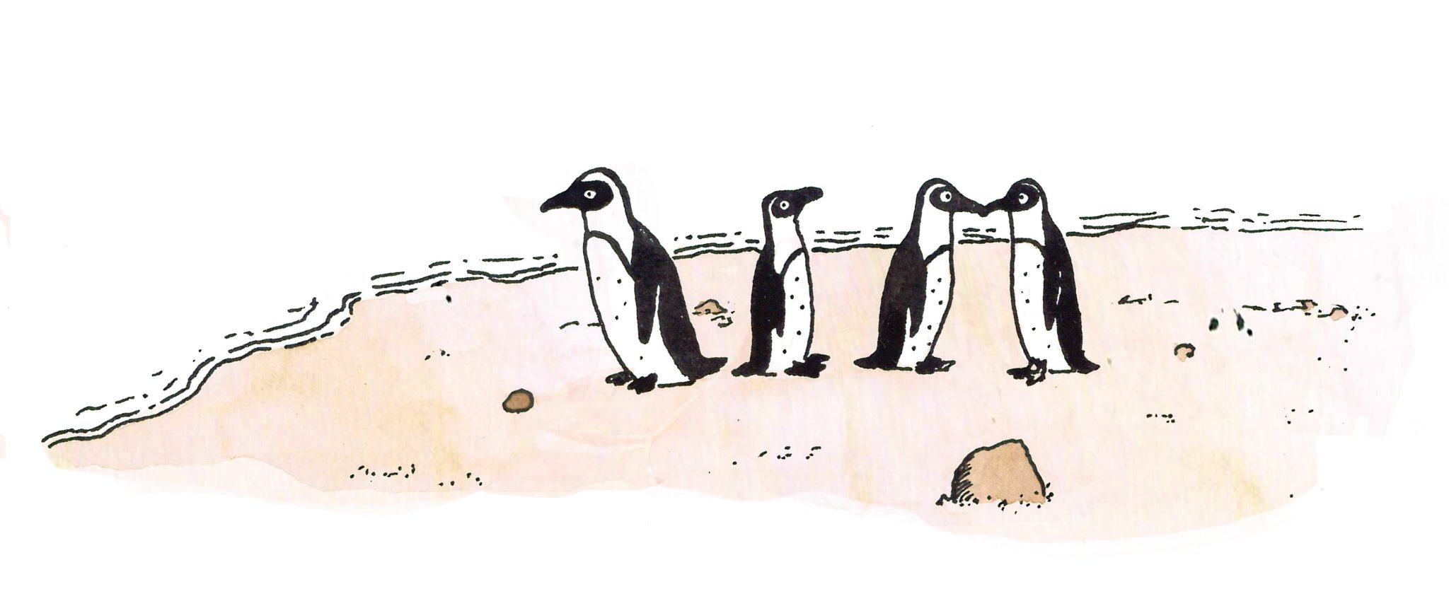 How African Penguins Recognise Each Other | Current Conservation