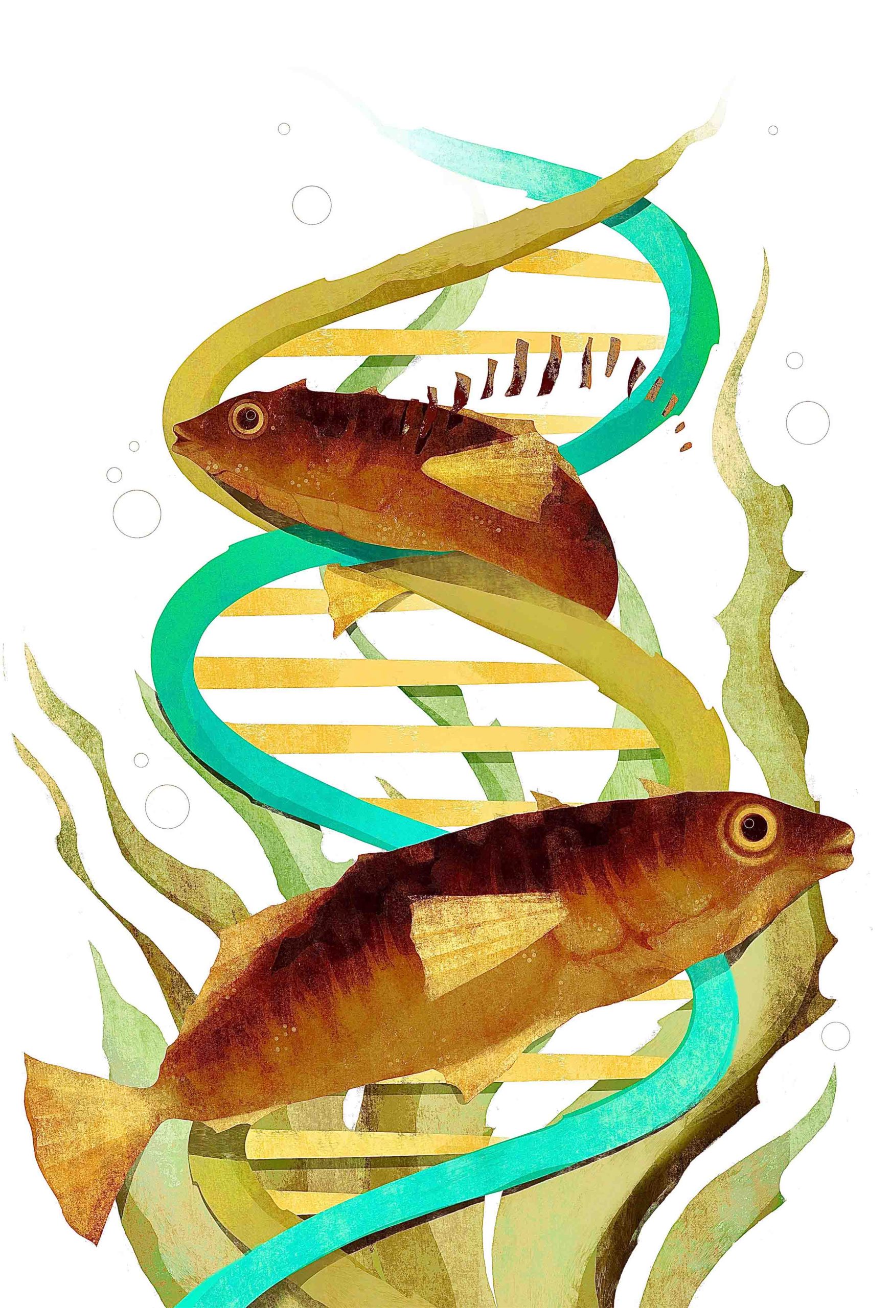 Stickleback (and forth): Evolution and ecosystem restoration | Current ...