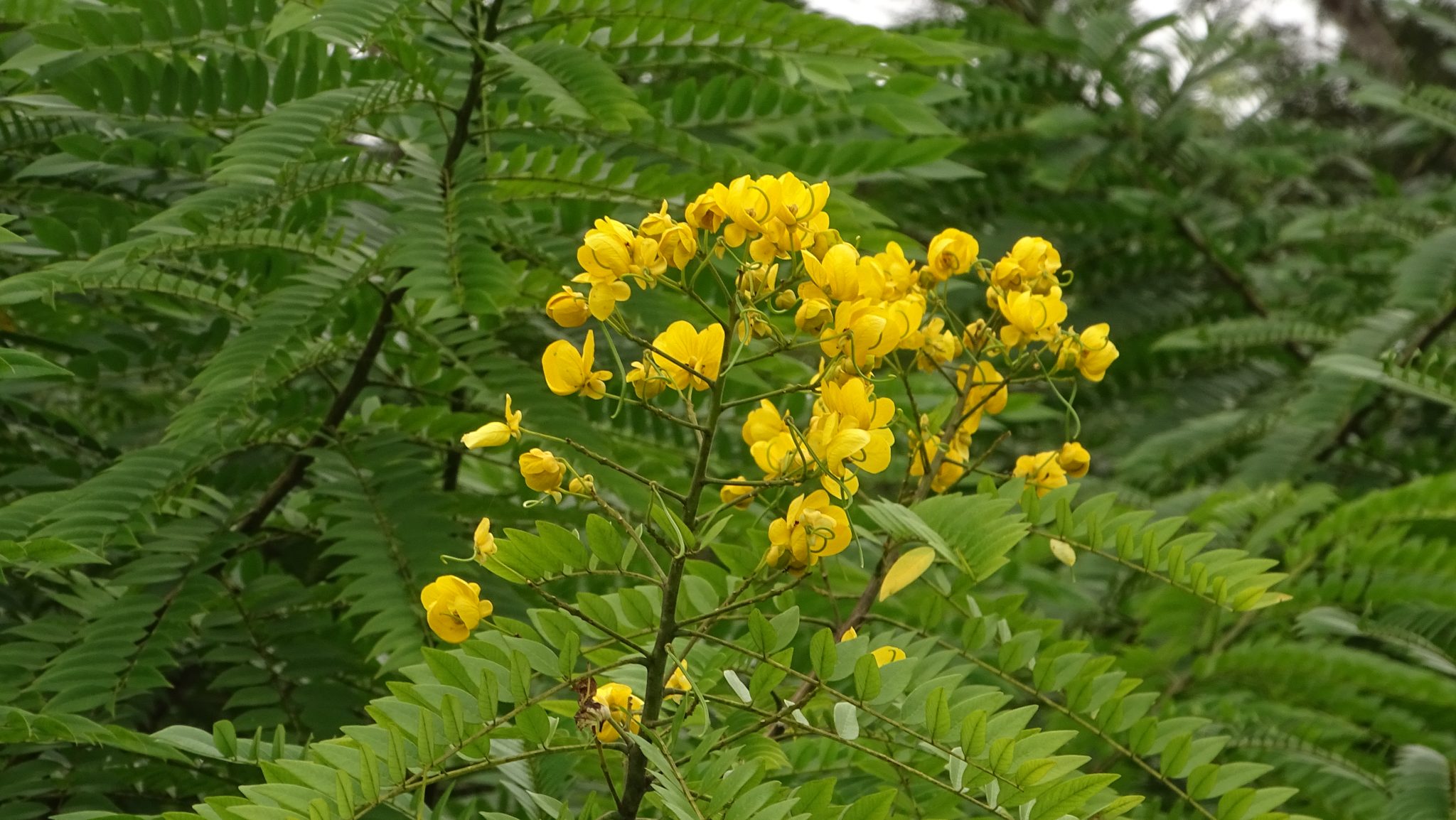 How native mammals are helping an invasive plant establish itself in ...