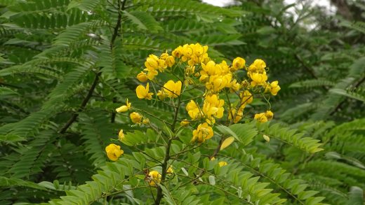 Current Conservation | Communicating latest research concepts from both ...