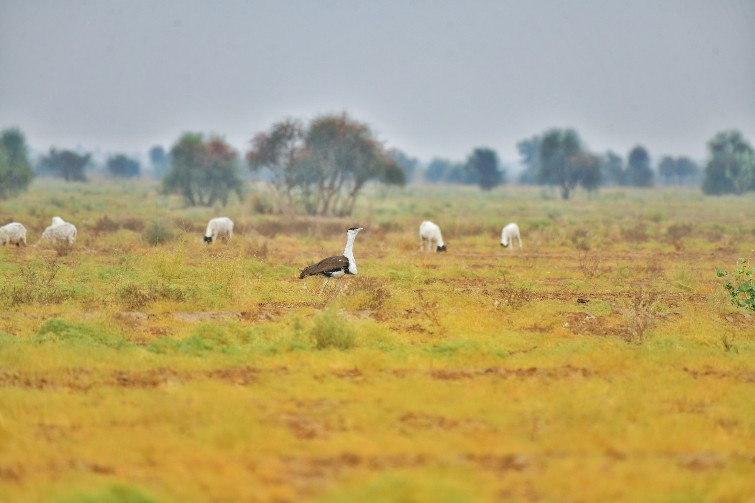 Arun Venkataraman | Current Conservation