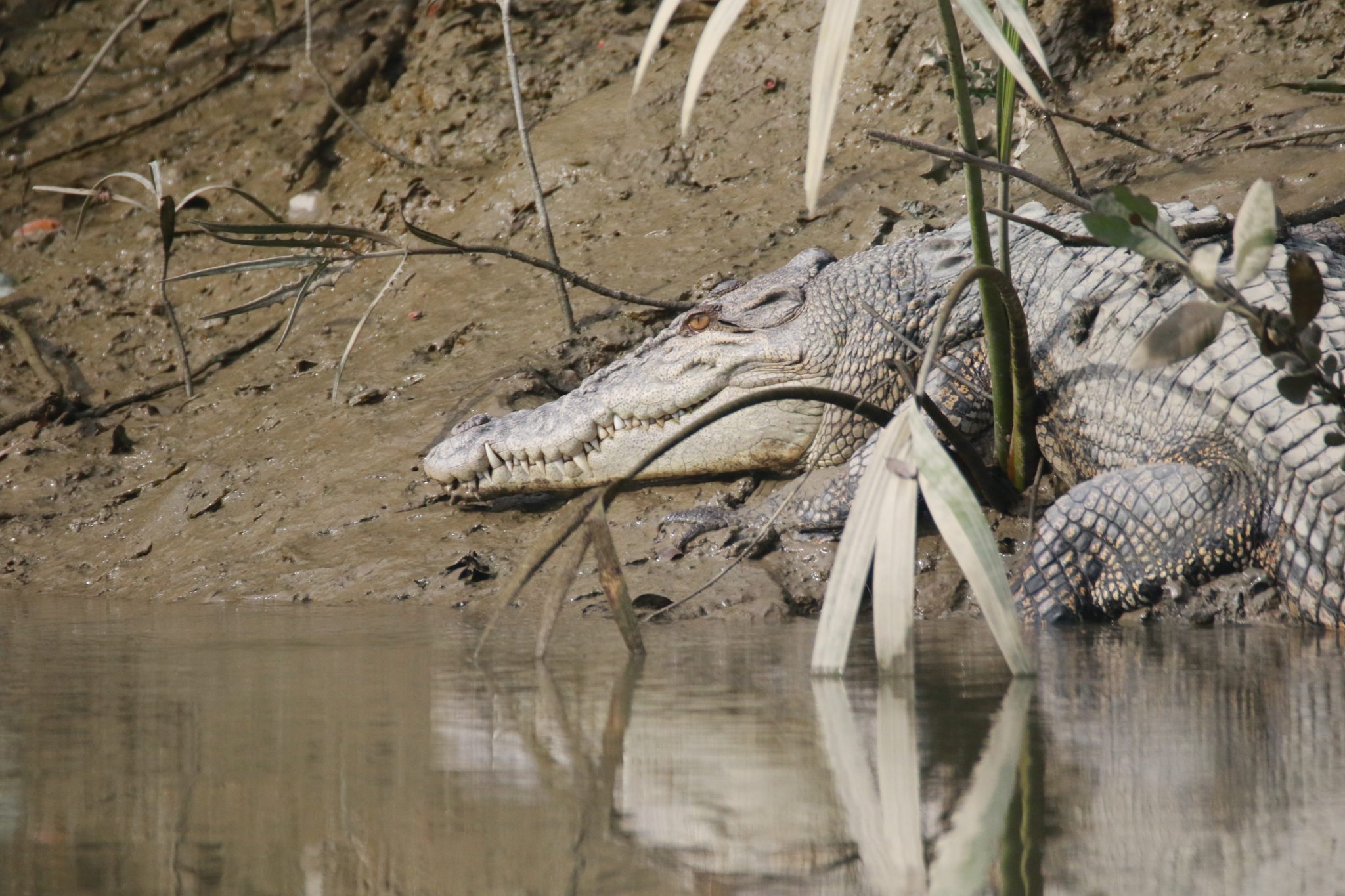 Focusing on saltwater crocodile habitats and connectivity to safeguard ...