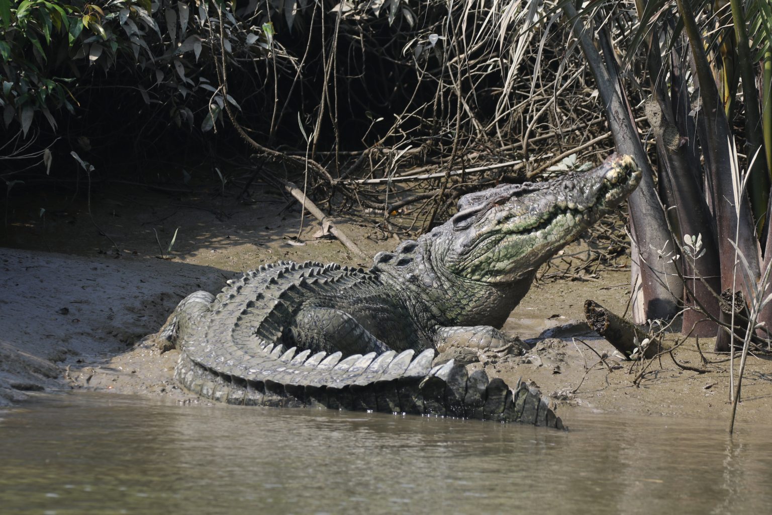 Understanding how experts classify species as extinct | Current ...