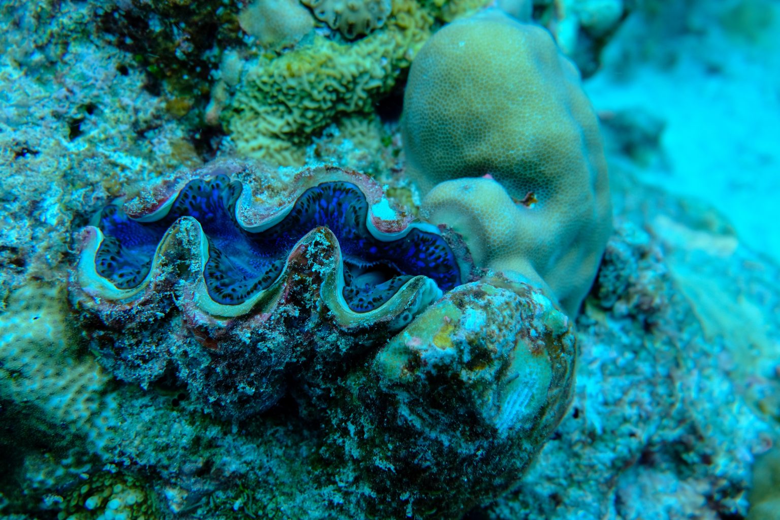 Beyond the frame: Rethinking Coral Conservation in the Maldives ...