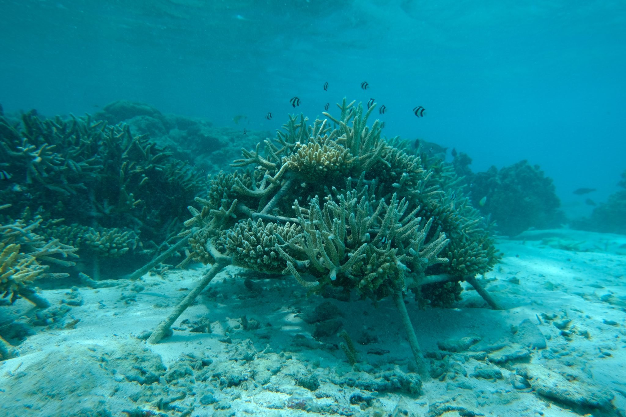 Beyond the frame: Rethinking Coral Conservation in the Maldives ...