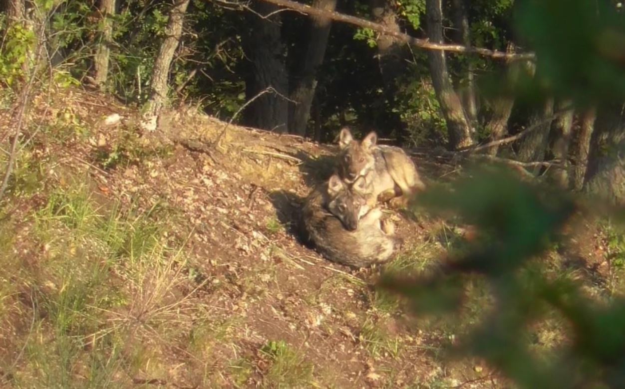 The role of our subconscious in wolf-human coexistence | Current ...