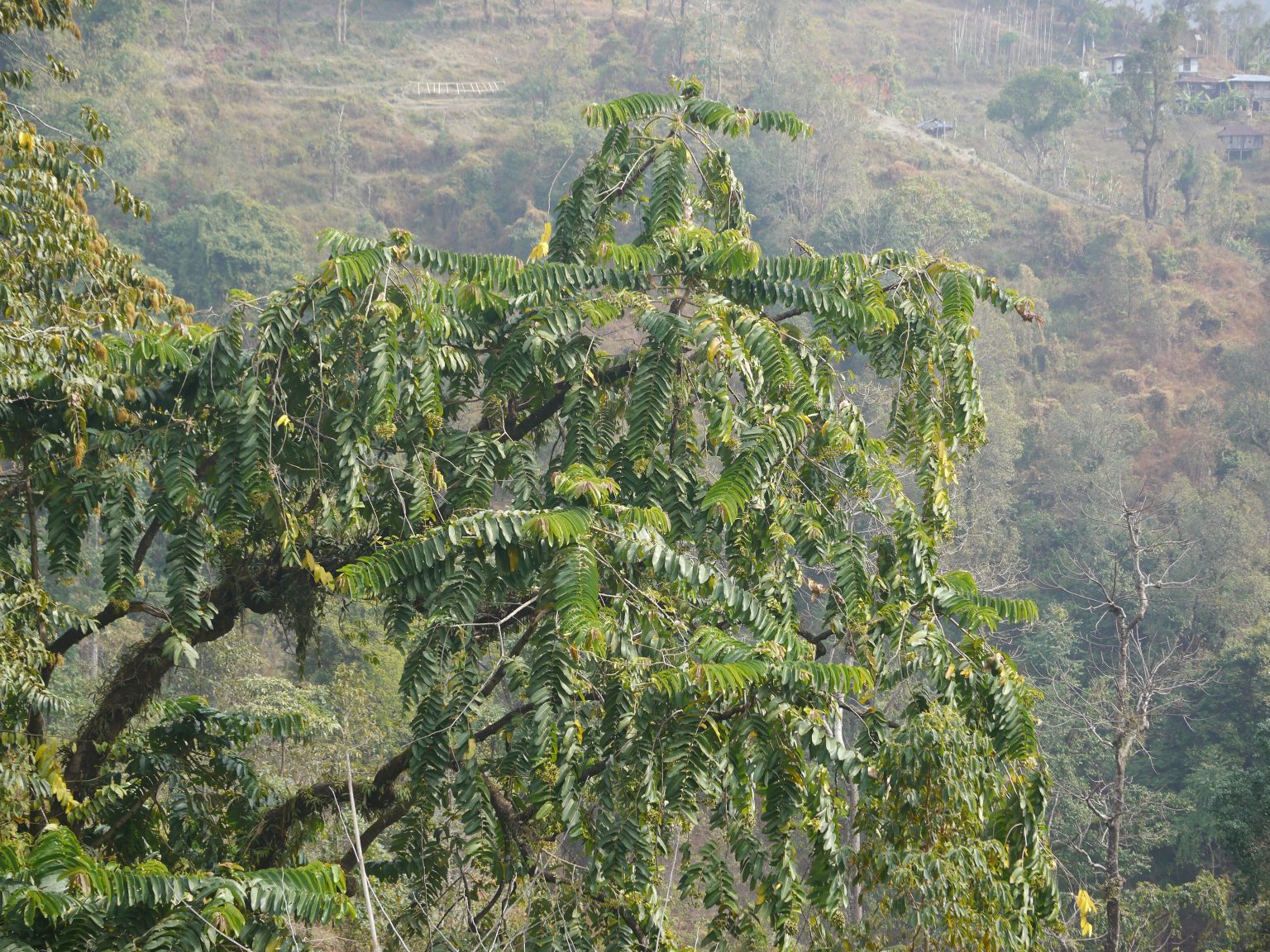 The Khokon Tree | Current Conservation