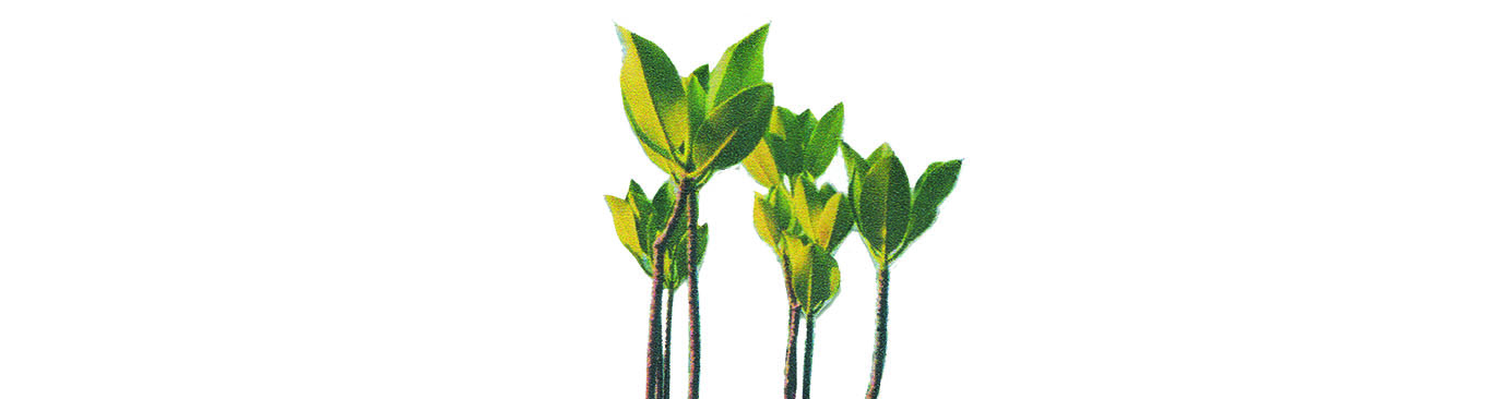 Restoration is expensive, but technology can help | Current Conservation