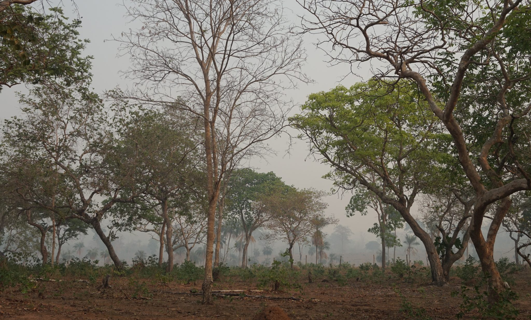 Fighting fire with art in Bolivia’s dry forests | Current Conservation