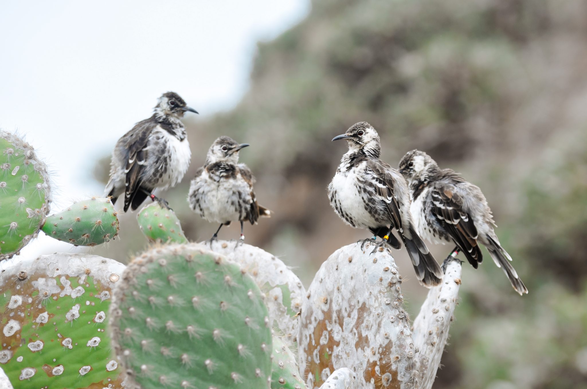 Drifting apart: Culture divergence as a result of local extinctions in ...