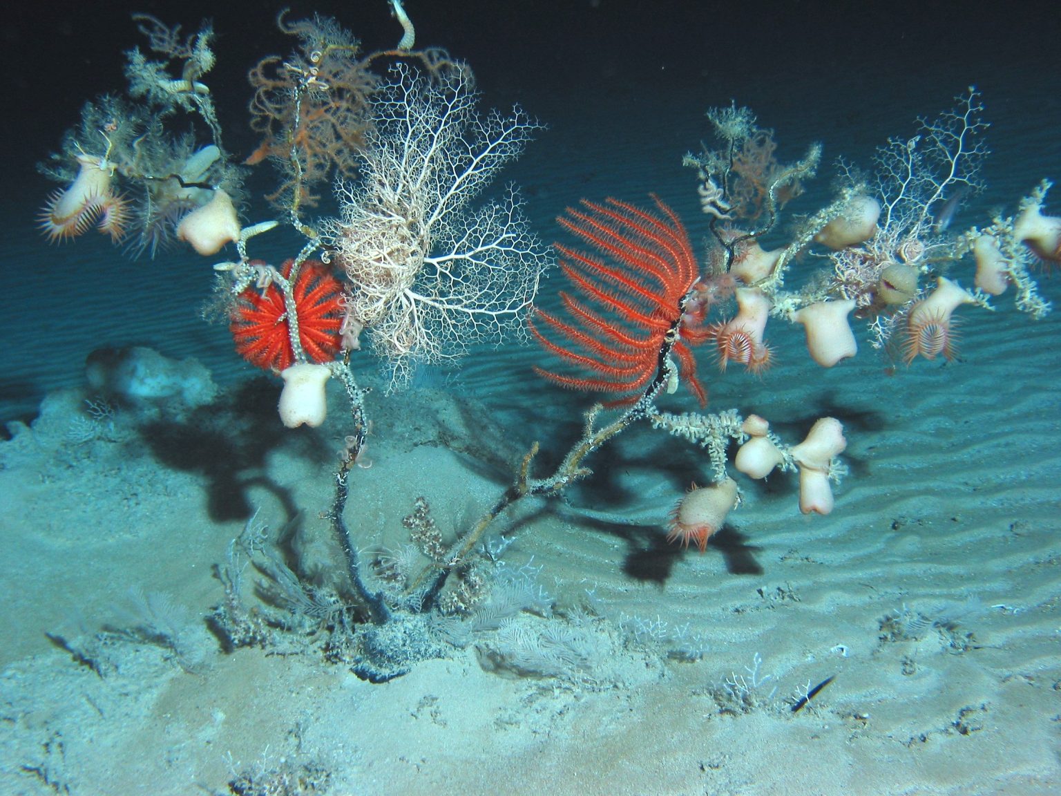 Understanding how experts classify species as extinct | Current ...