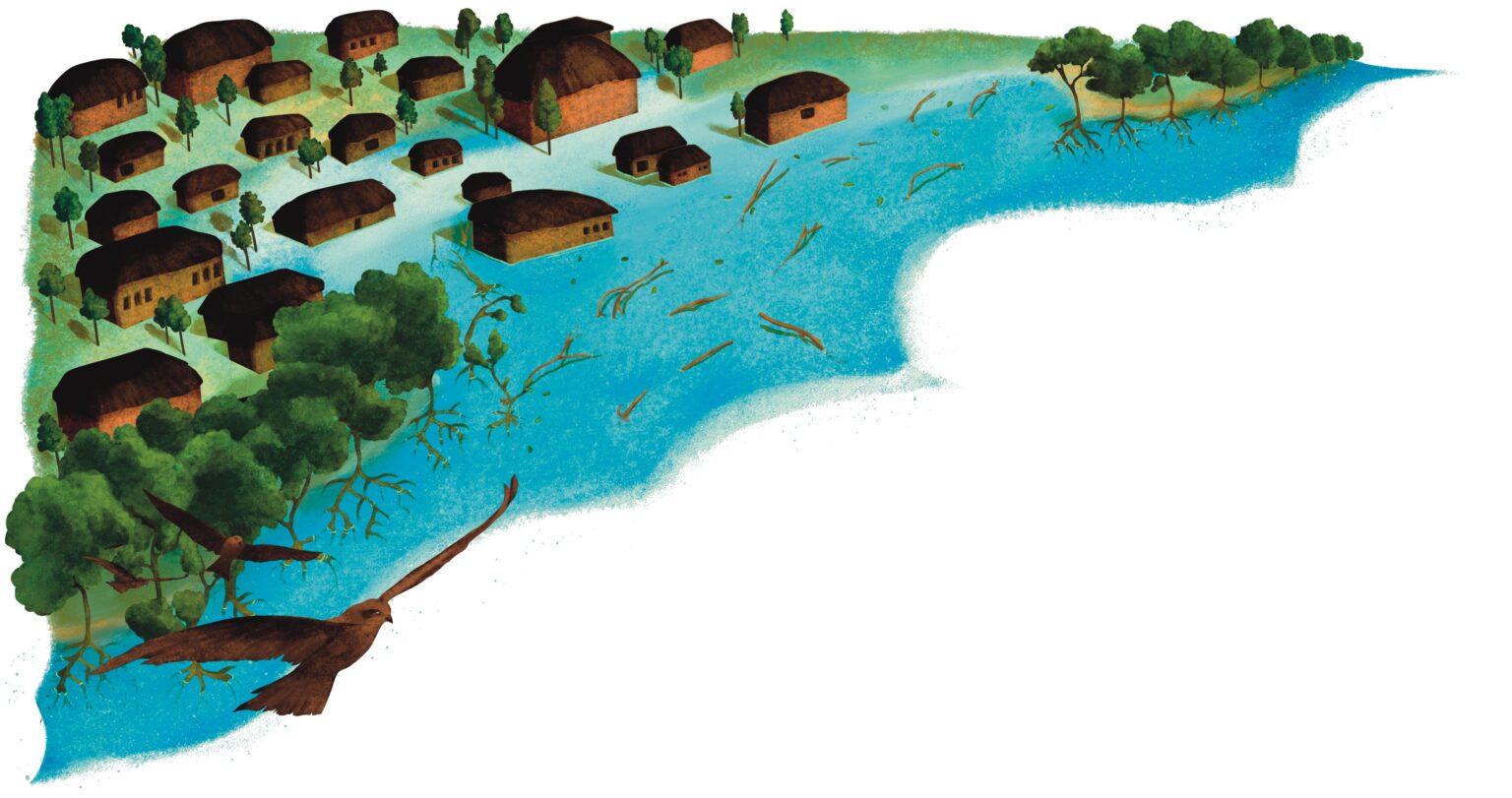 THE MIGHTY INDIAN REDWOOD TREE | Current Conservation