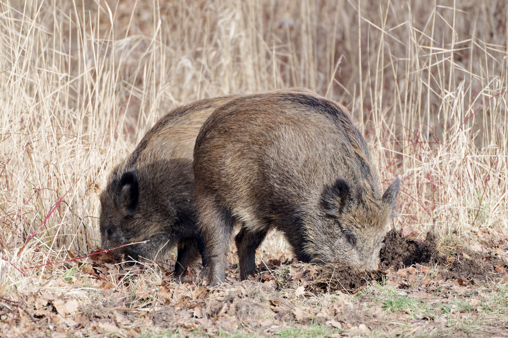 Getting into the weeds: how to manage our grasslands under climate change | Current Conservation