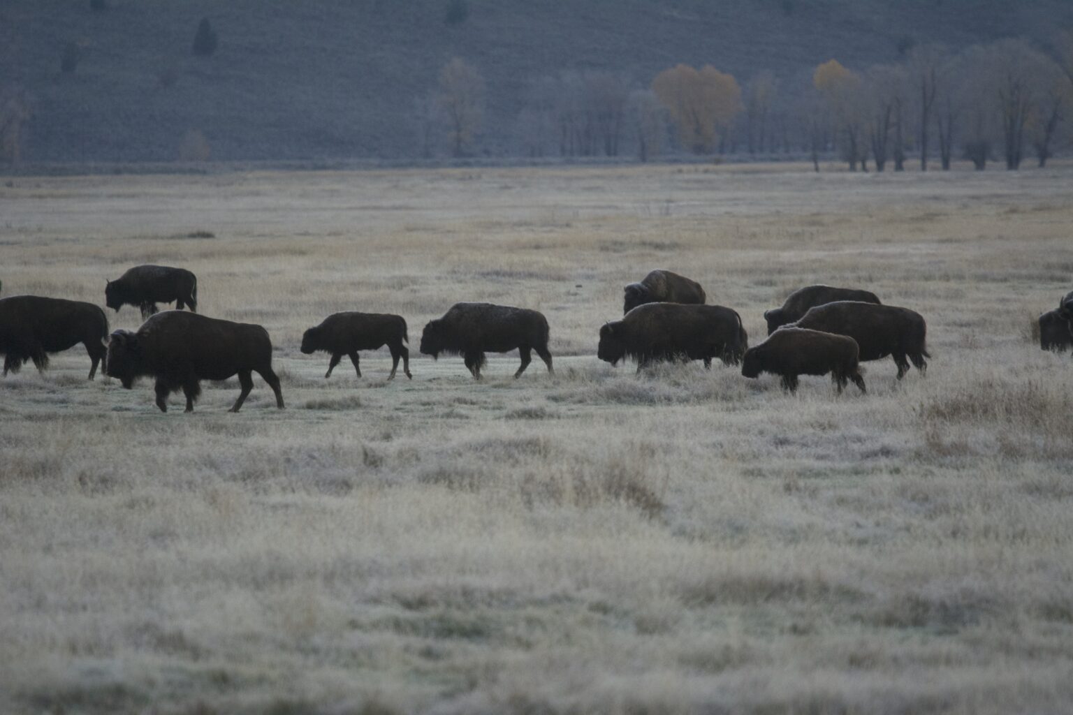 Plains Bison | Current Conservation