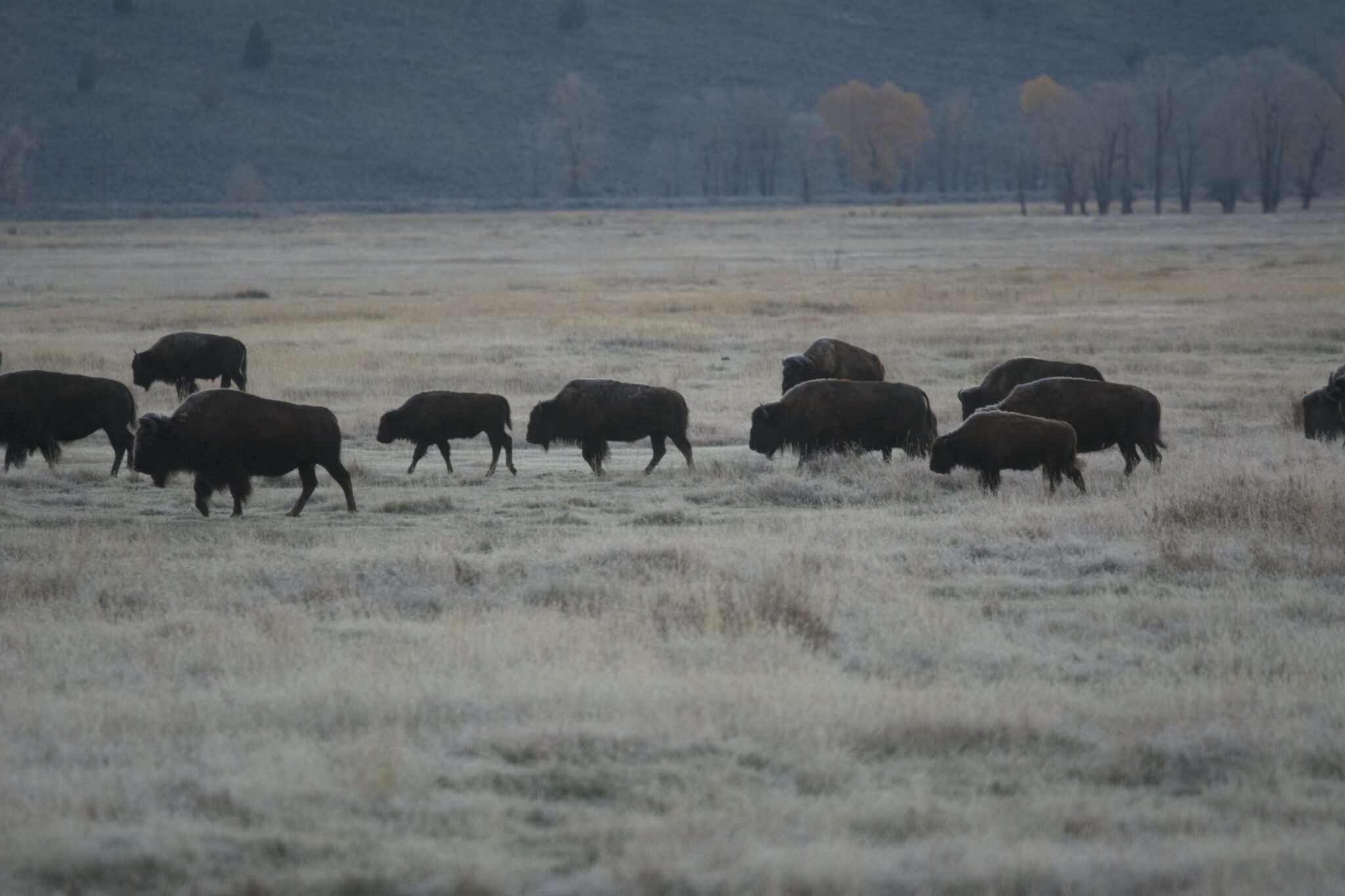 Plains Bison | Current Conservation