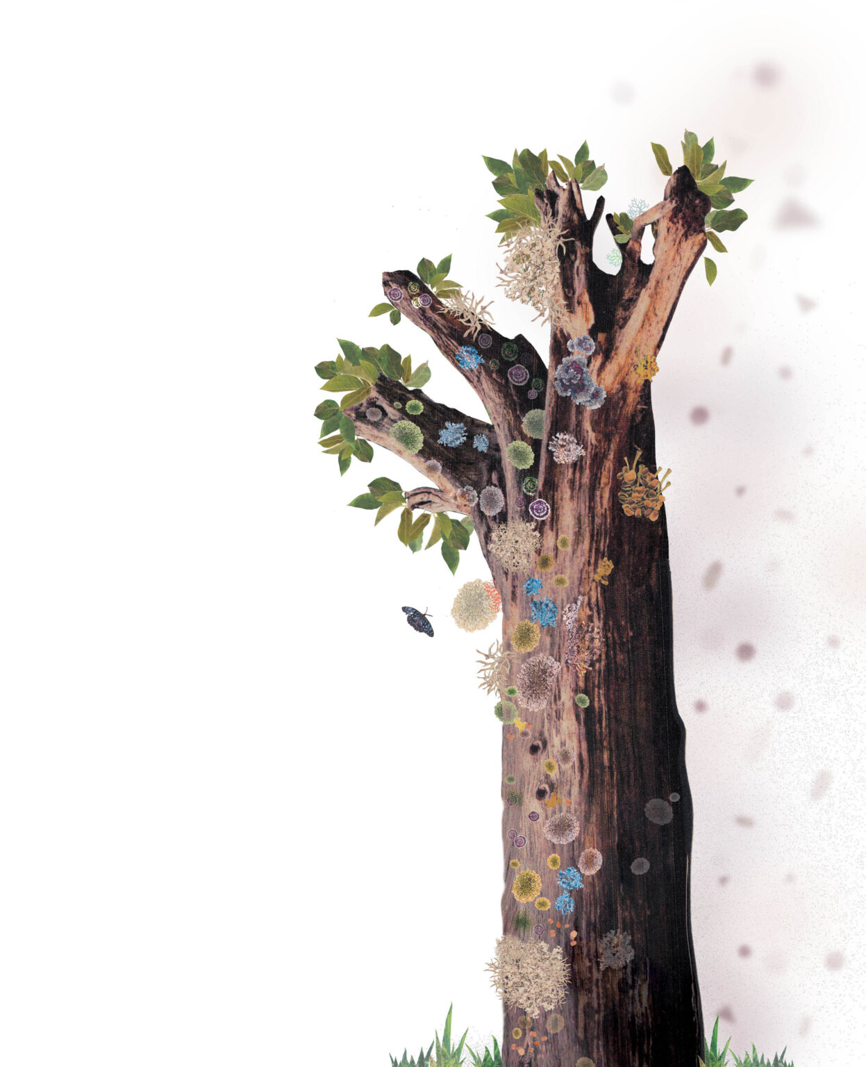 Culture, pride and coexistence with the Philippine crocodile | Current Conservation