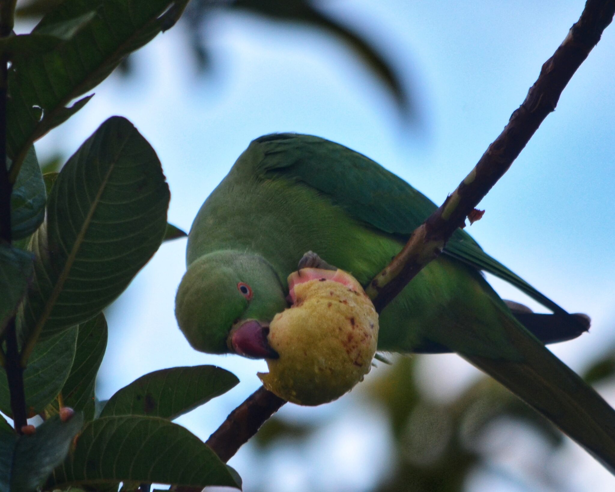 Nature for nature’s sake: Arguing for non-humans in the Anthropocene ...