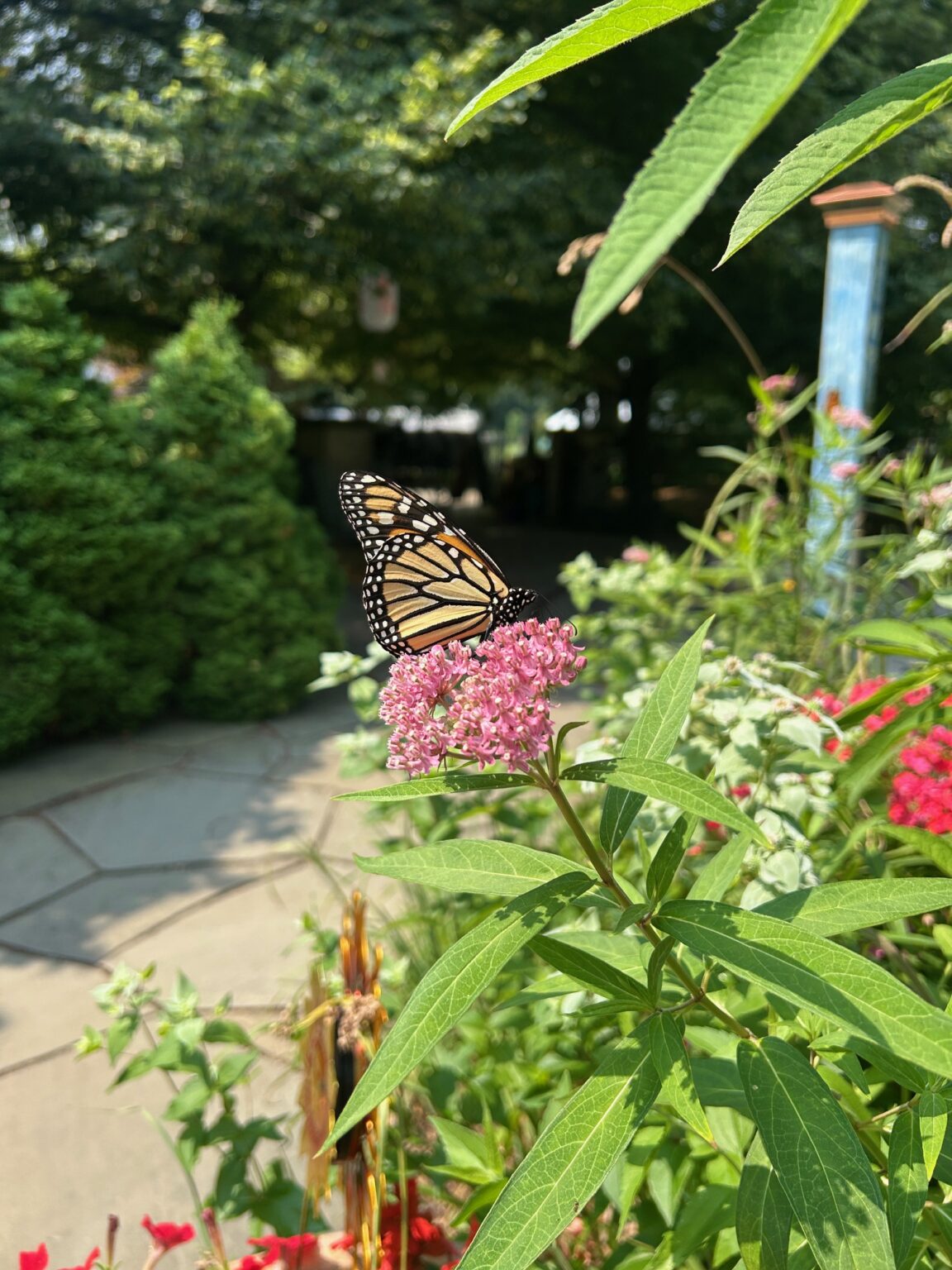 Save Monarchs, Save Pollinators | Current Conservation