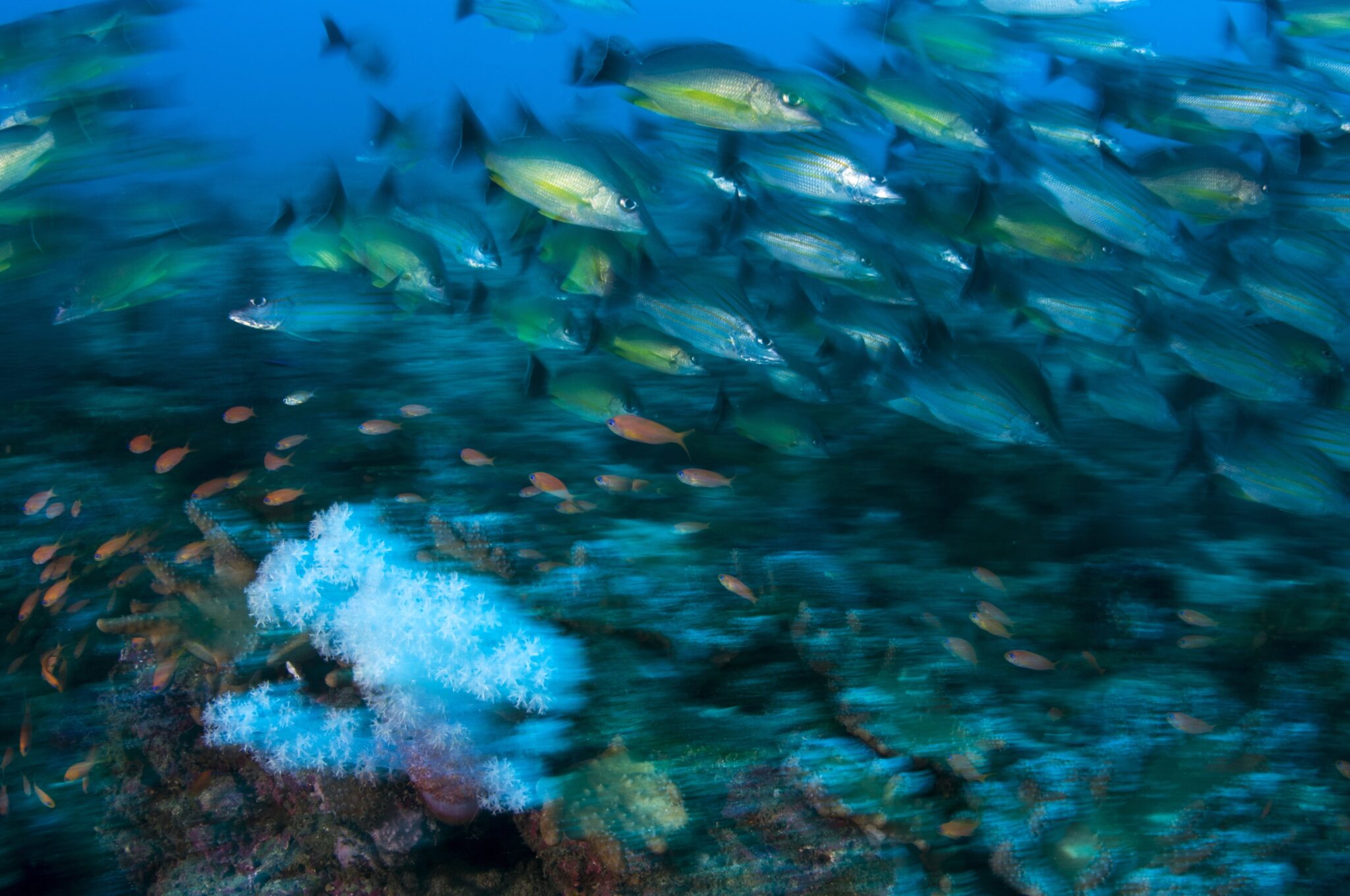 Policing the Blue: The marine protection dilemma | Current Conservation