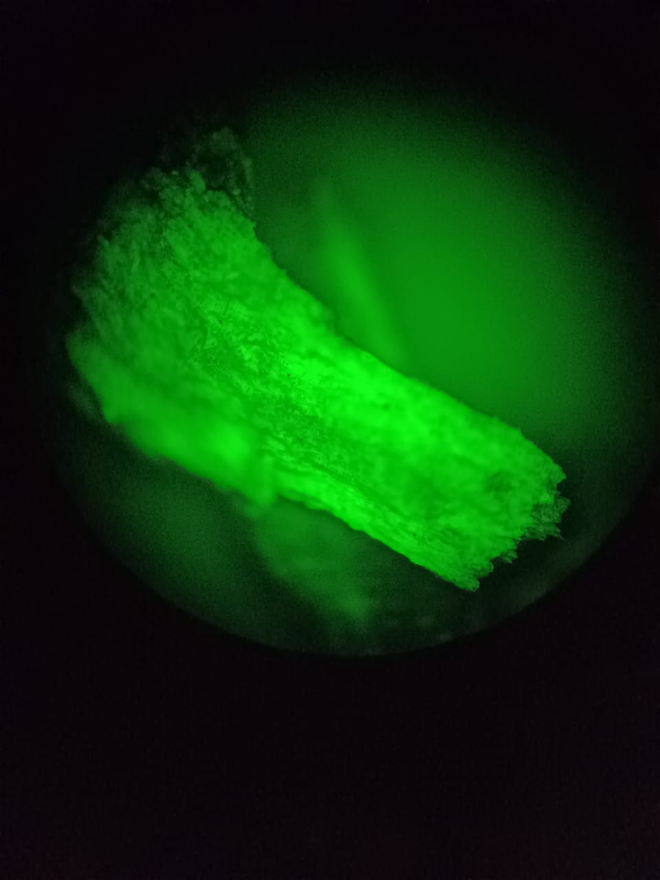 The Secret Lives of Bioluminescent Fungi | Current Conservation