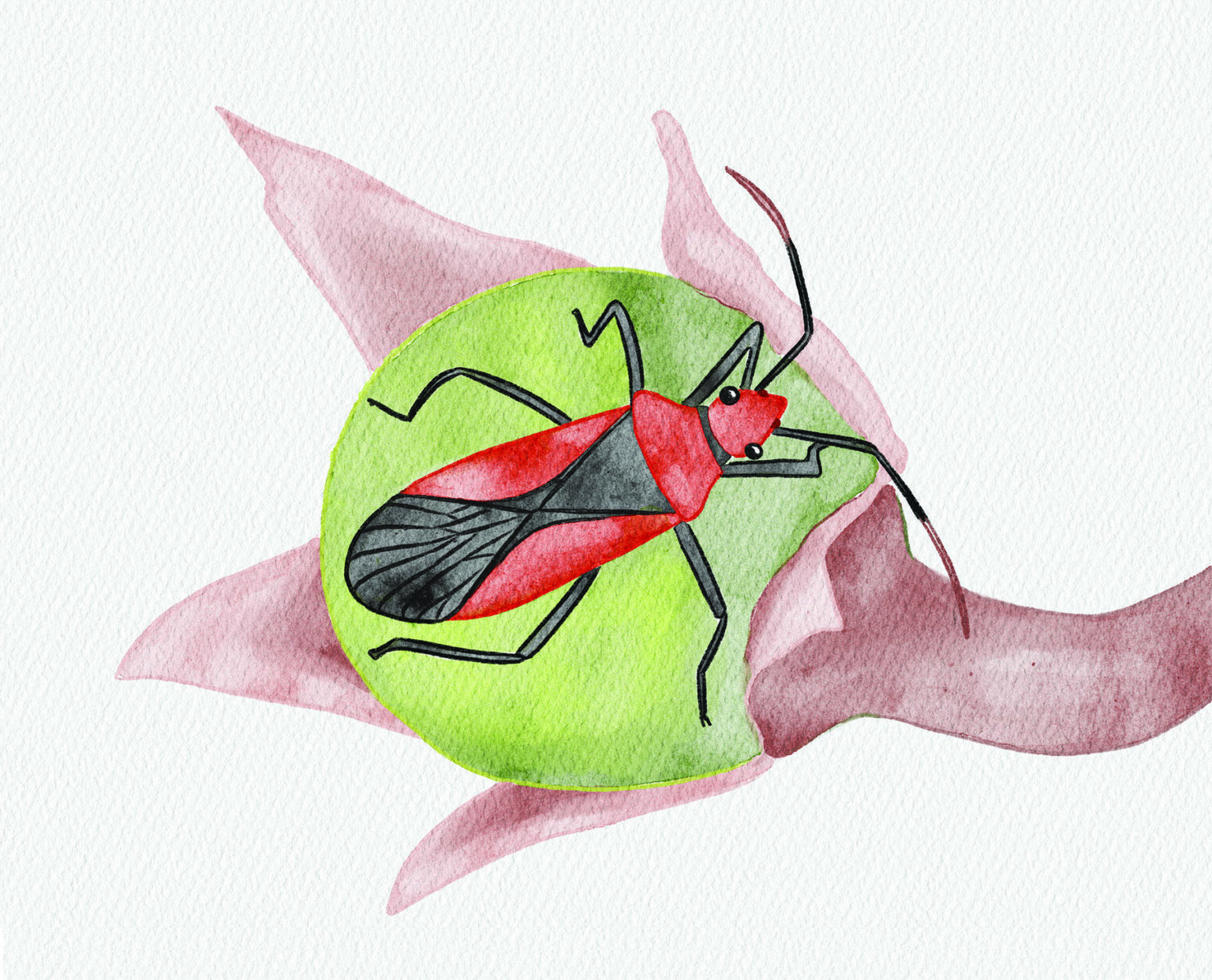 Chronicles of the Cotton Stainer | Current Conservation