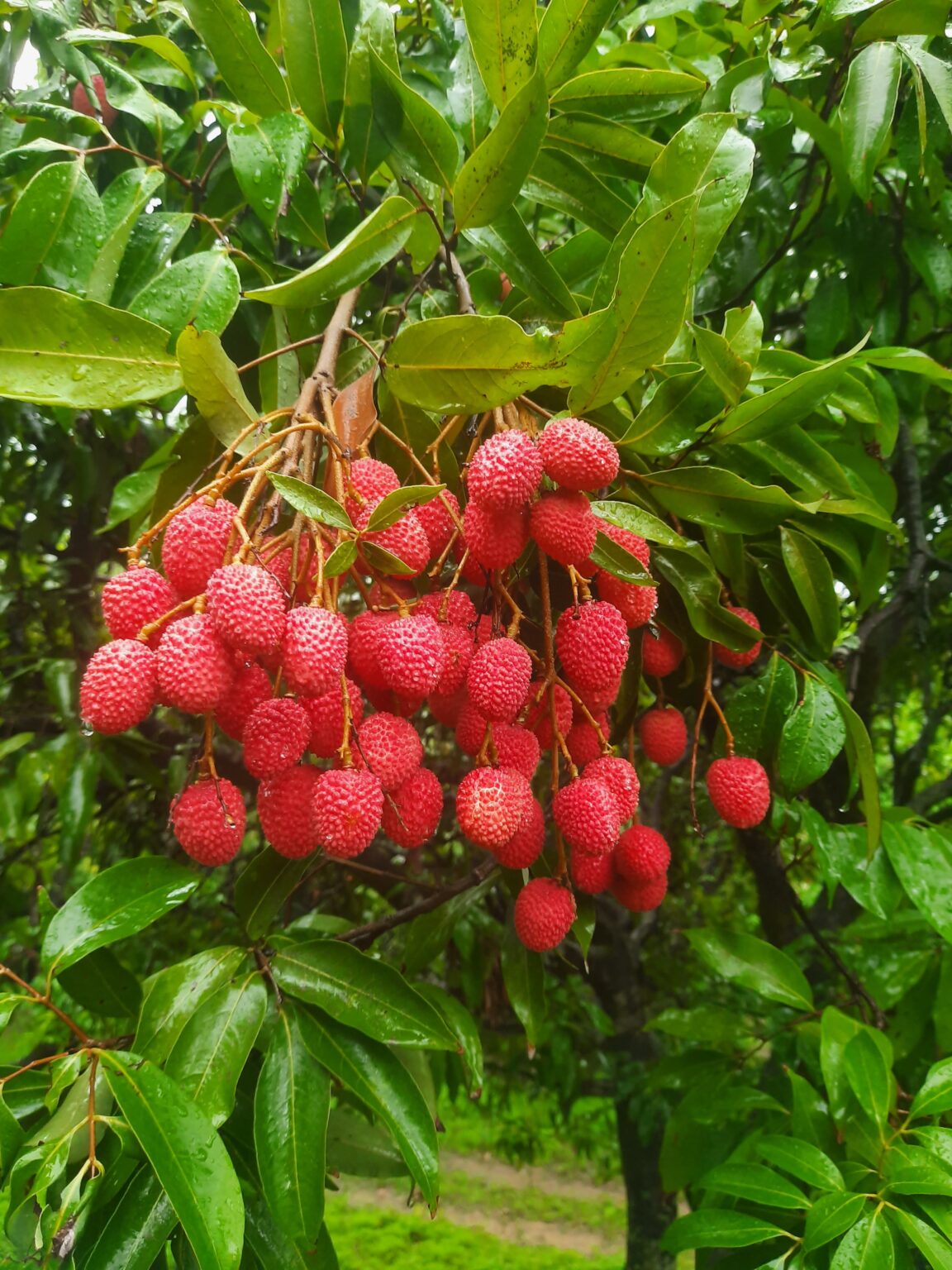 Litchis for Luchi | Current Conservation