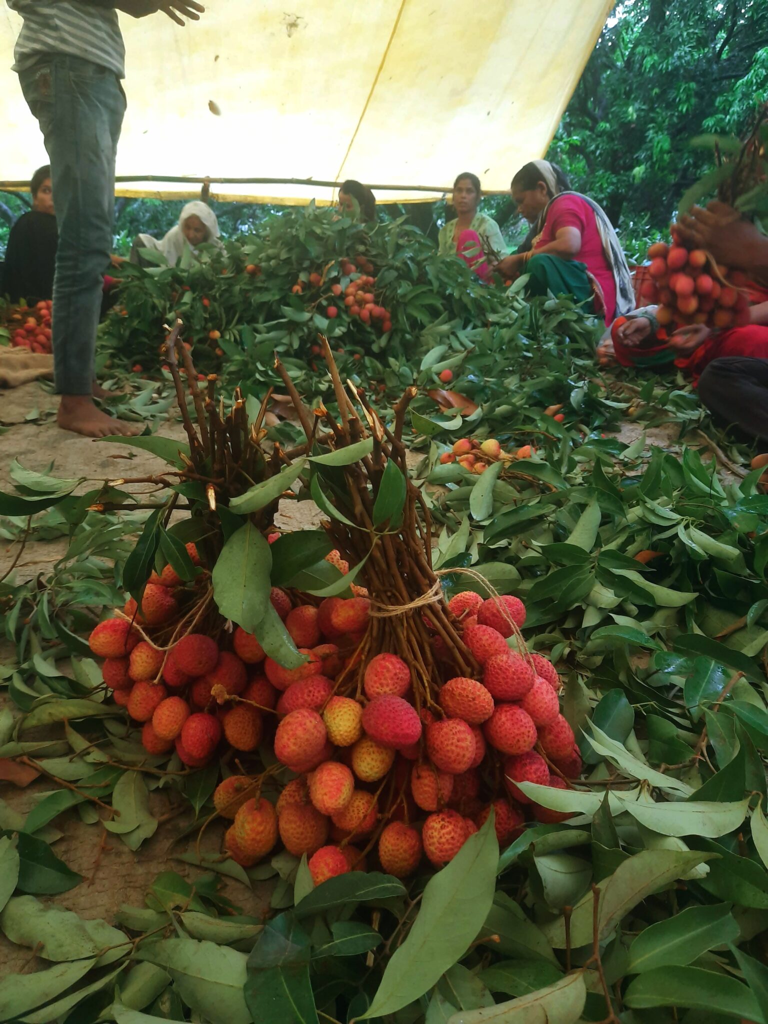 Litchis for Luchi | Current Conservation